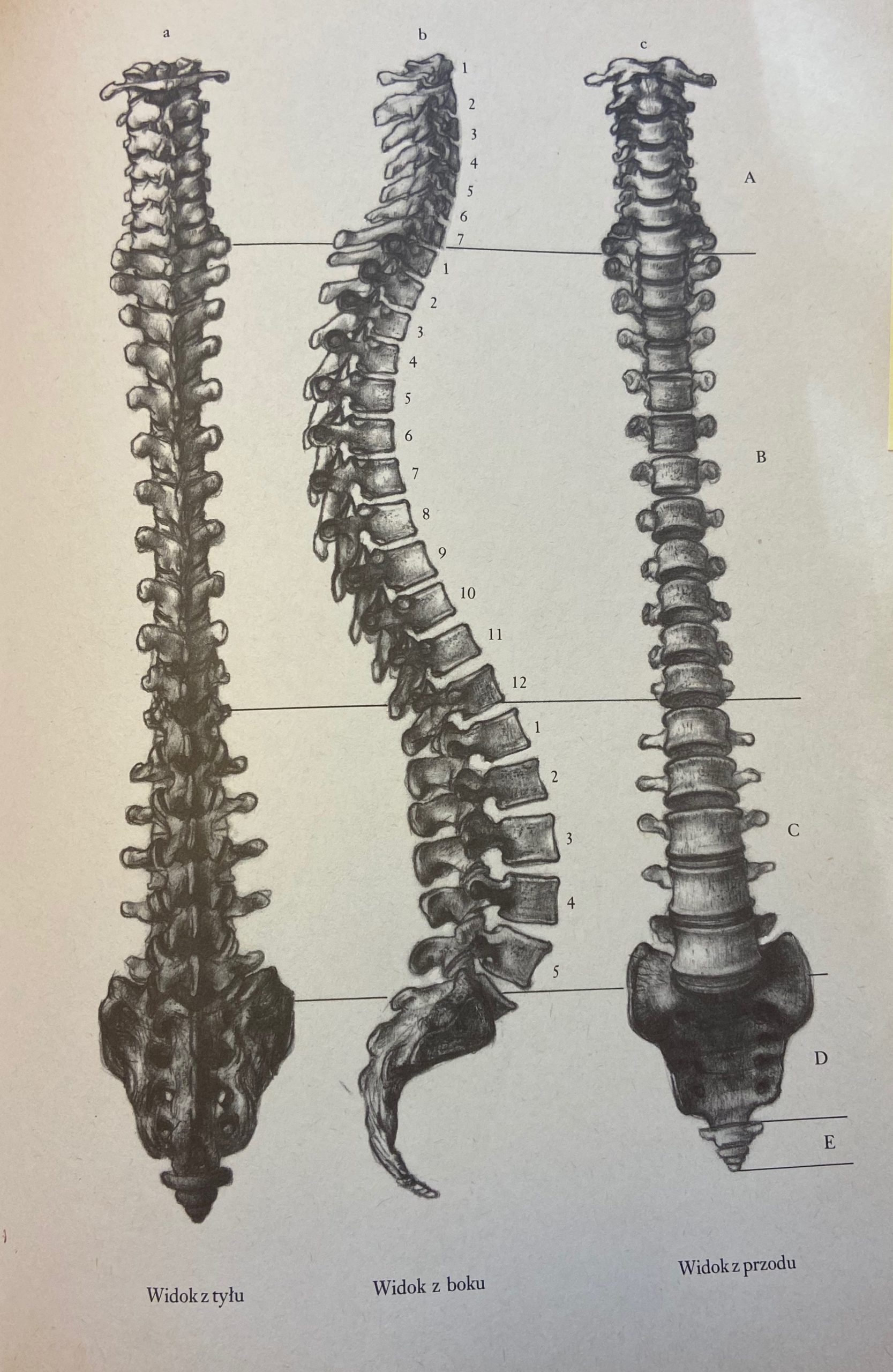 More about BF “Heel Rocks” – WholeMovement